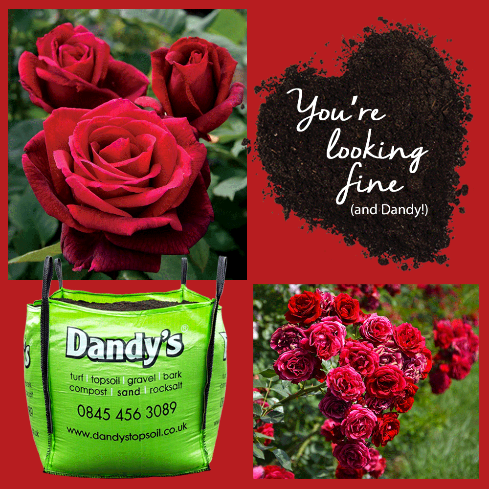 Grow Your Own Roses with Dandy's... Valentine's Day How To Guide ...
