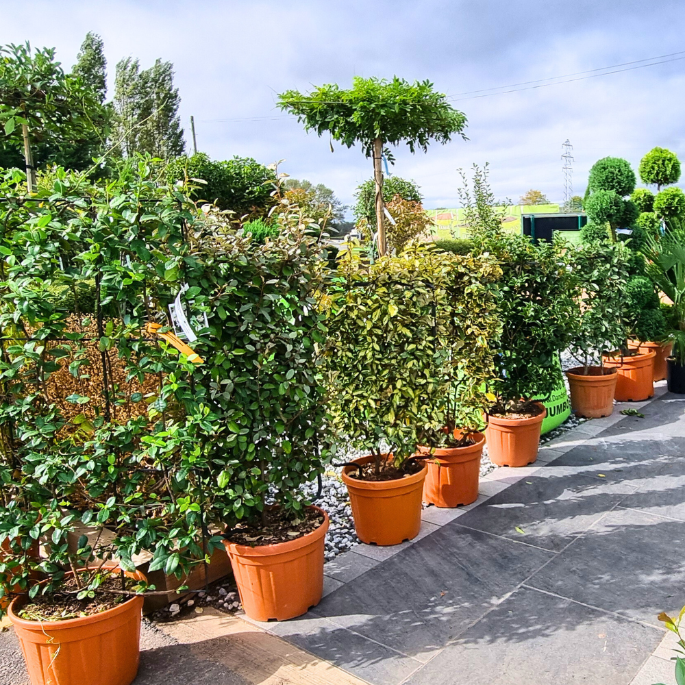 Plants, Trees and Hedges by Dandy's – Dandy's Topsoil & Landscape Supplies