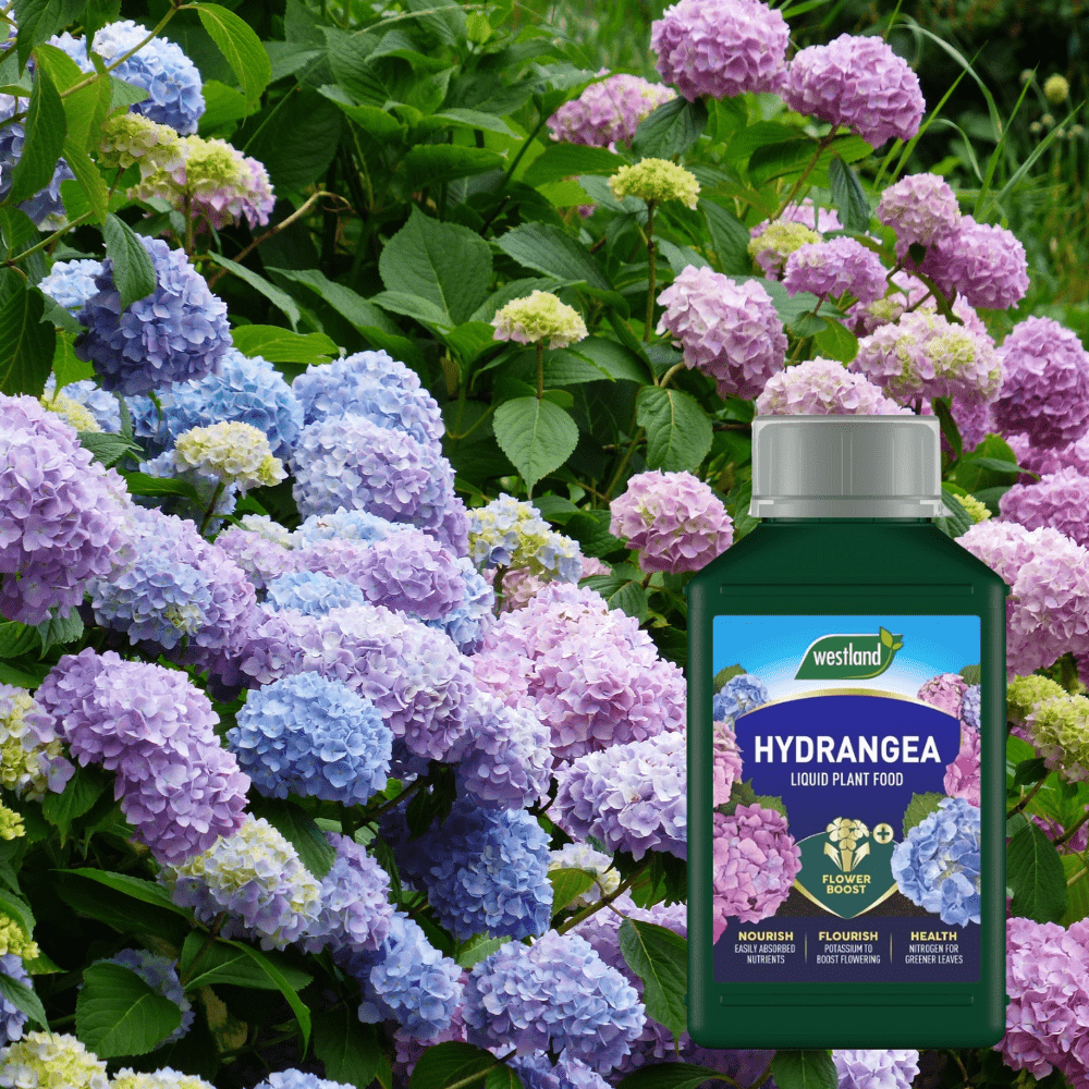 Hydrangea High Performance Liquid Plant Food 1ltr | Dandy's – Dandy's ...