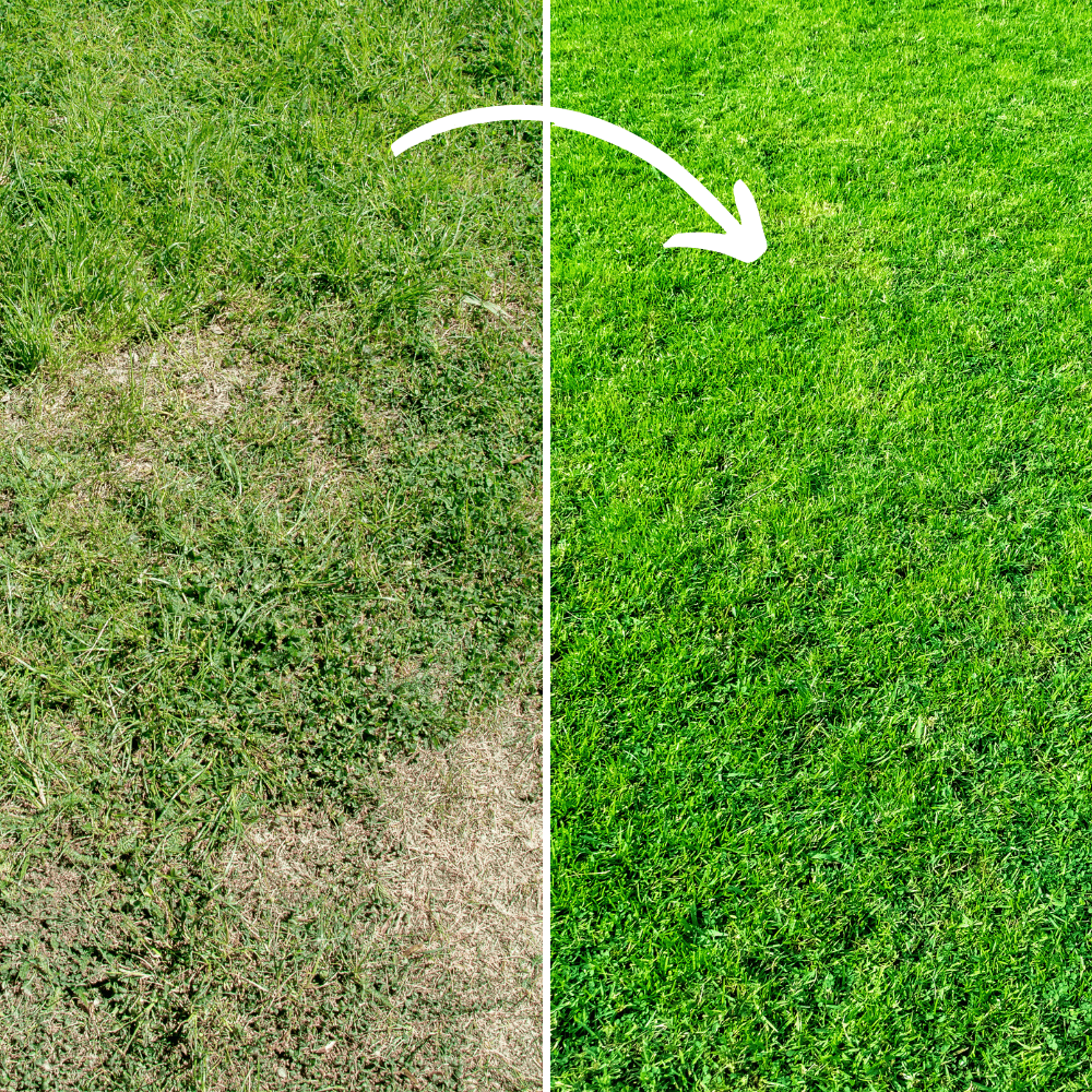 Dandys Top soil Fill & Fix Lawn Patch Repair | Nationwide Delivery ...