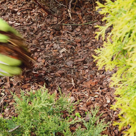 Premium Border Bark Mulch Chippings for sale | Nationwide delivery ...